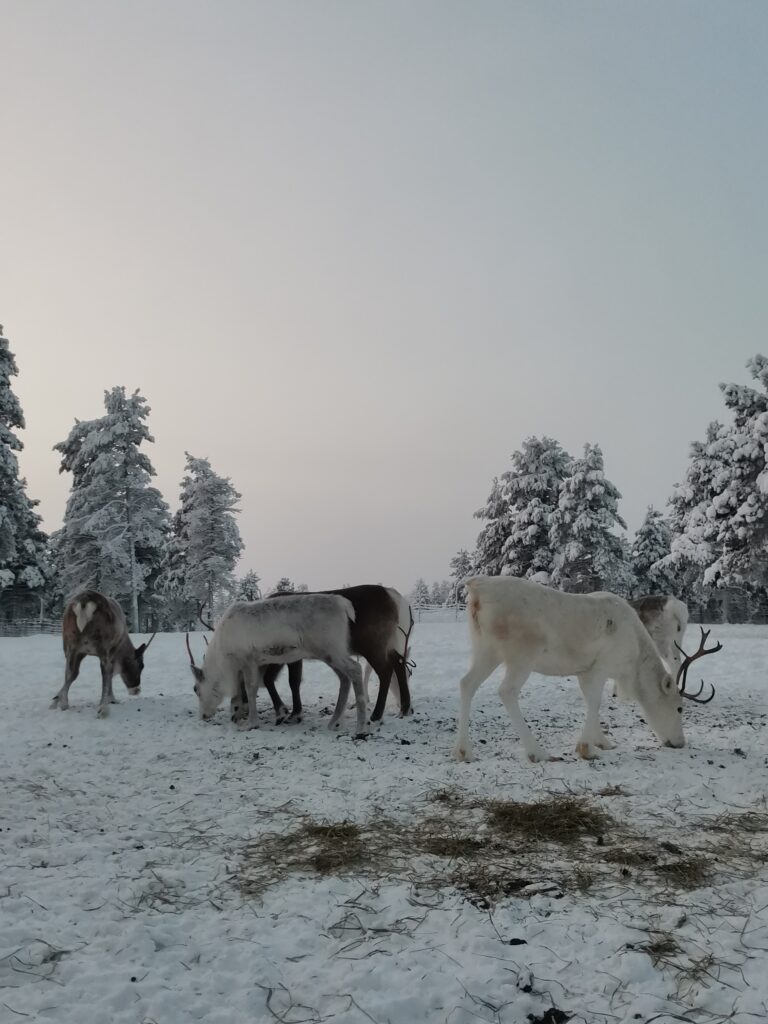 Reindeer Farm Visit | Hetta Enontekiö Lapland